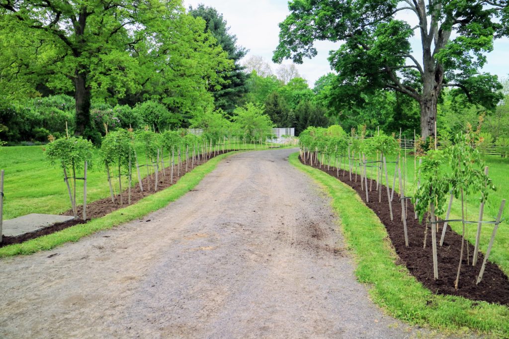An Allee of Flowering Trees at My Farm - The Martha Stewart Blog
