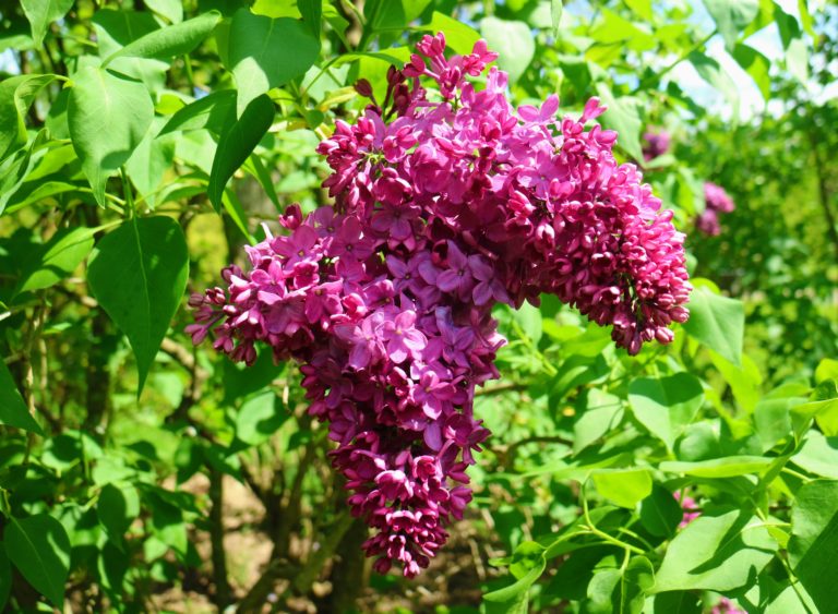 My Allee of Fragrant Lilacs - The Martha Stewart Blog