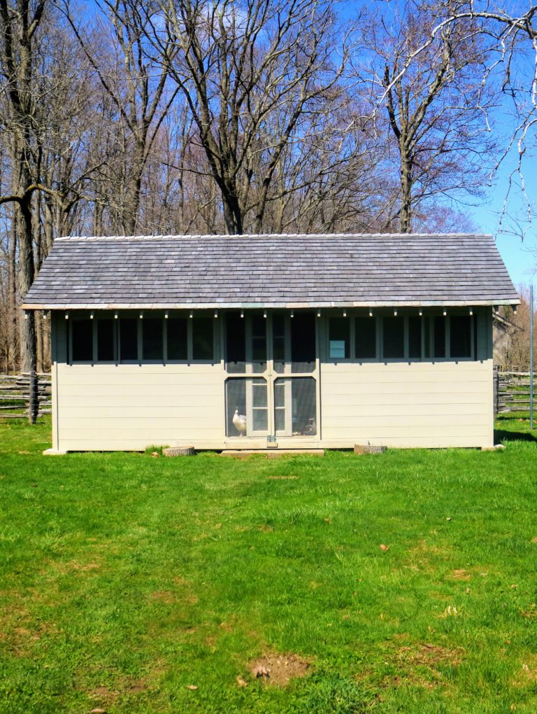 New Perches for My Peafowl - The Martha Stewart Blog