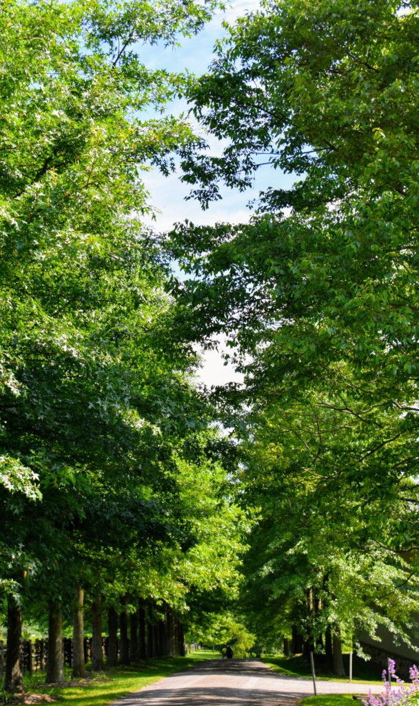 A June Garden Tour at My Farm - The Martha Stewart Blog