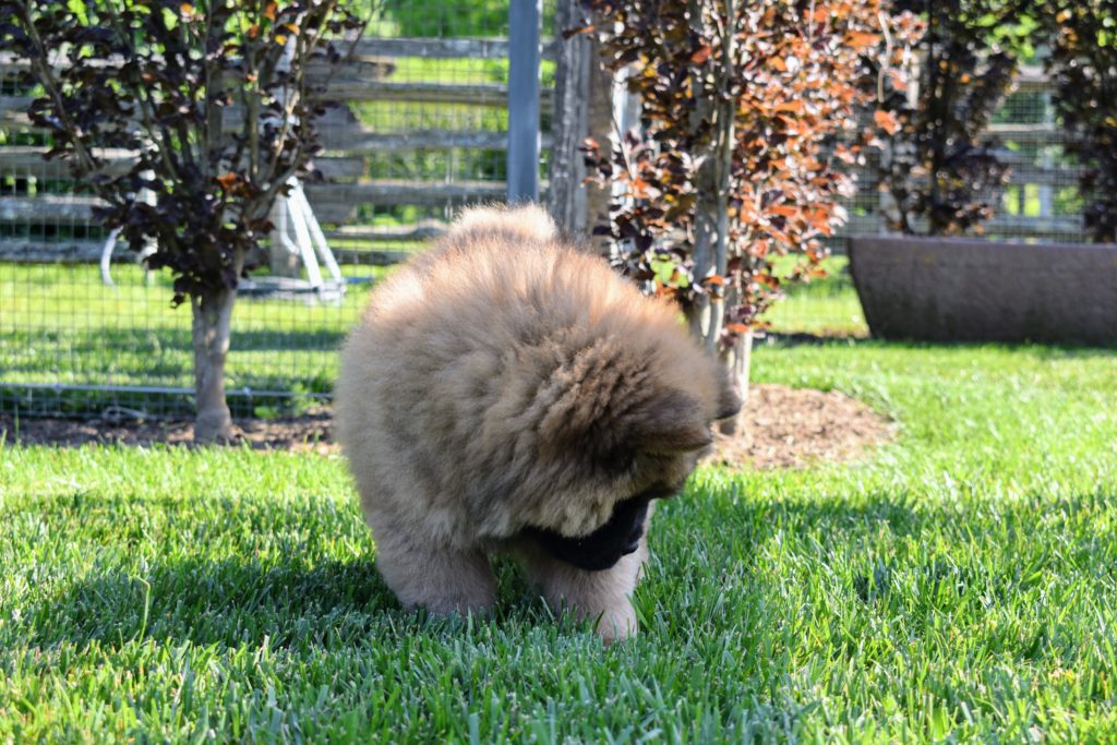 A Chow Chow Puppy at the Farm - The Martha Stewart Blog