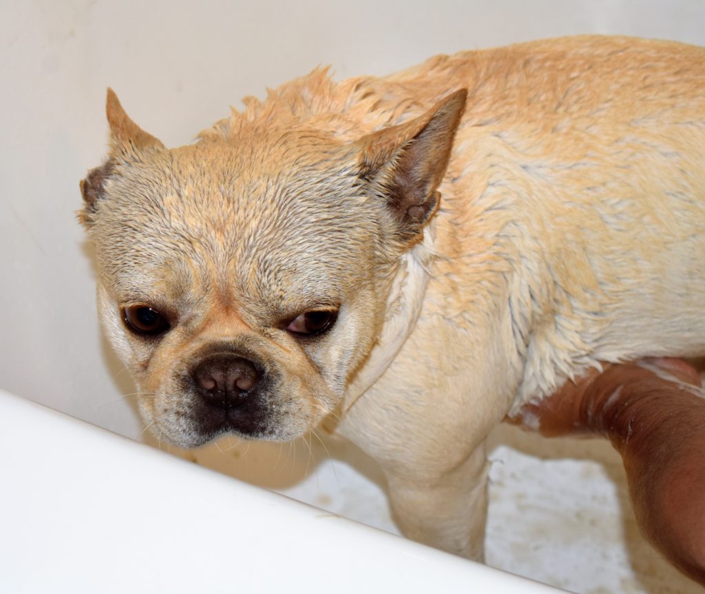 Bathing My French Bulldogs - The Martha Stewart Blog