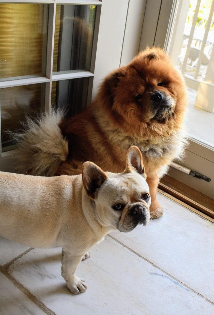 A Chow Chow Puppy at the Farm - The Martha Stewart Blog