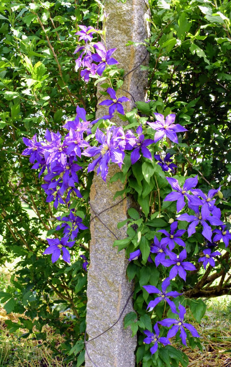 My Blooming Clematis - The Martha Stewart Blog
