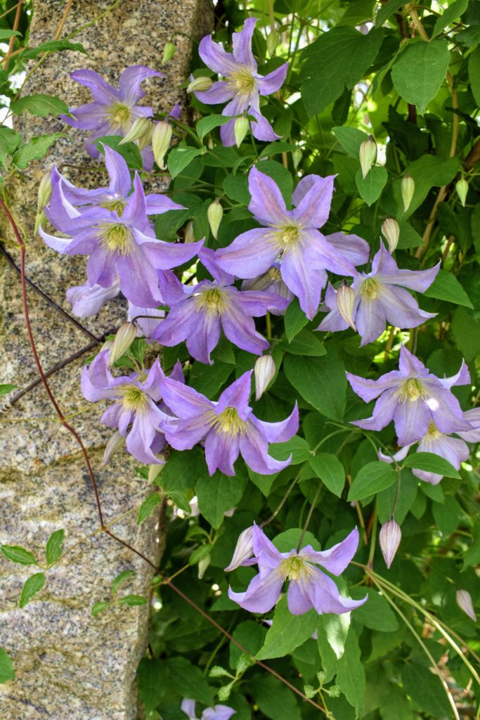 My Blooming Clematis - The Martha Stewart Blog