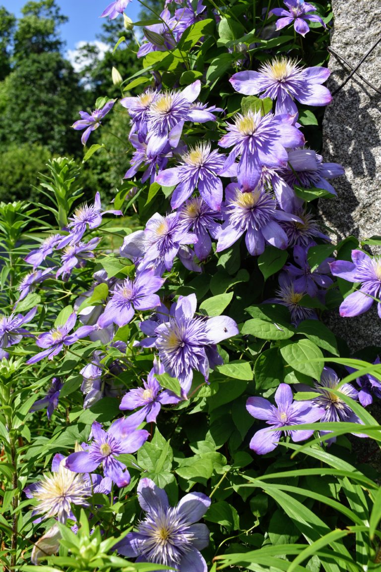 My Blooming Clematis - The Martha Stewart Blog