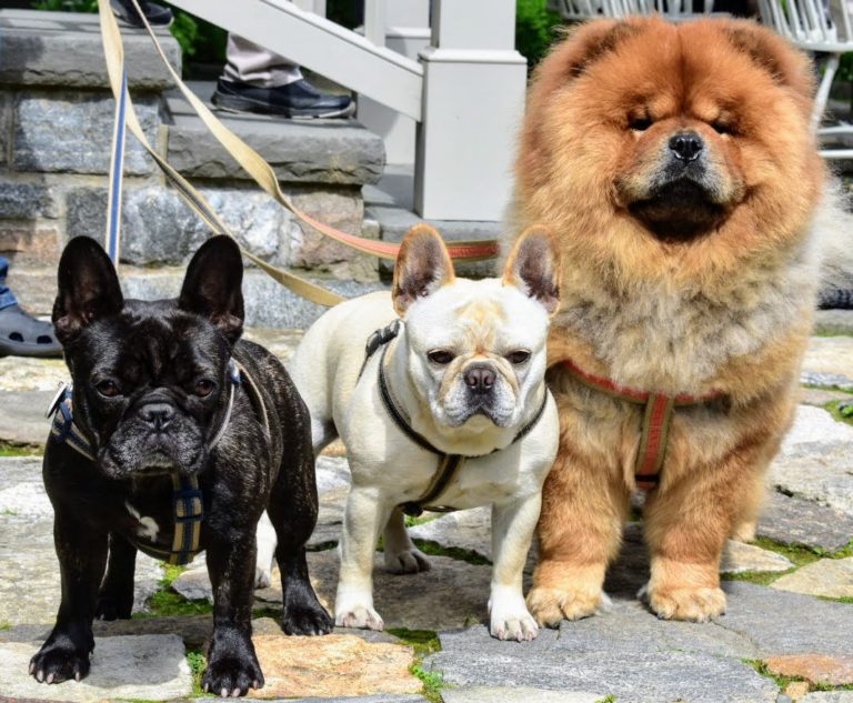 A Chow Chow Puppy at the Farm - The Martha Stewart Blog