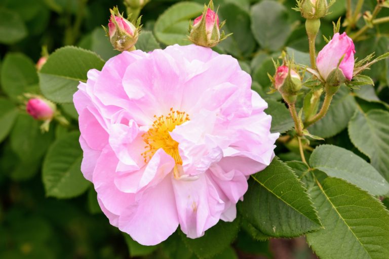 Early June Flowers in the Cutting Garden - The Martha Stewart Blog