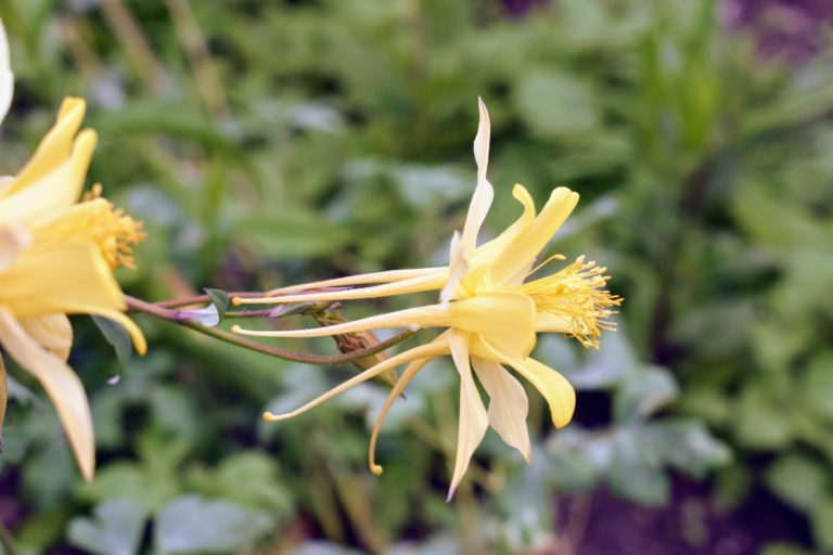 Early June Flowers in the Cutting Garden - The Martha Stewart Blog