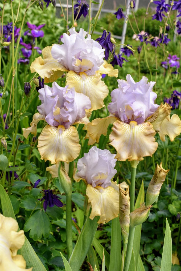 Early June Flowers in the Cutting Garden - The Martha Stewart Blog
