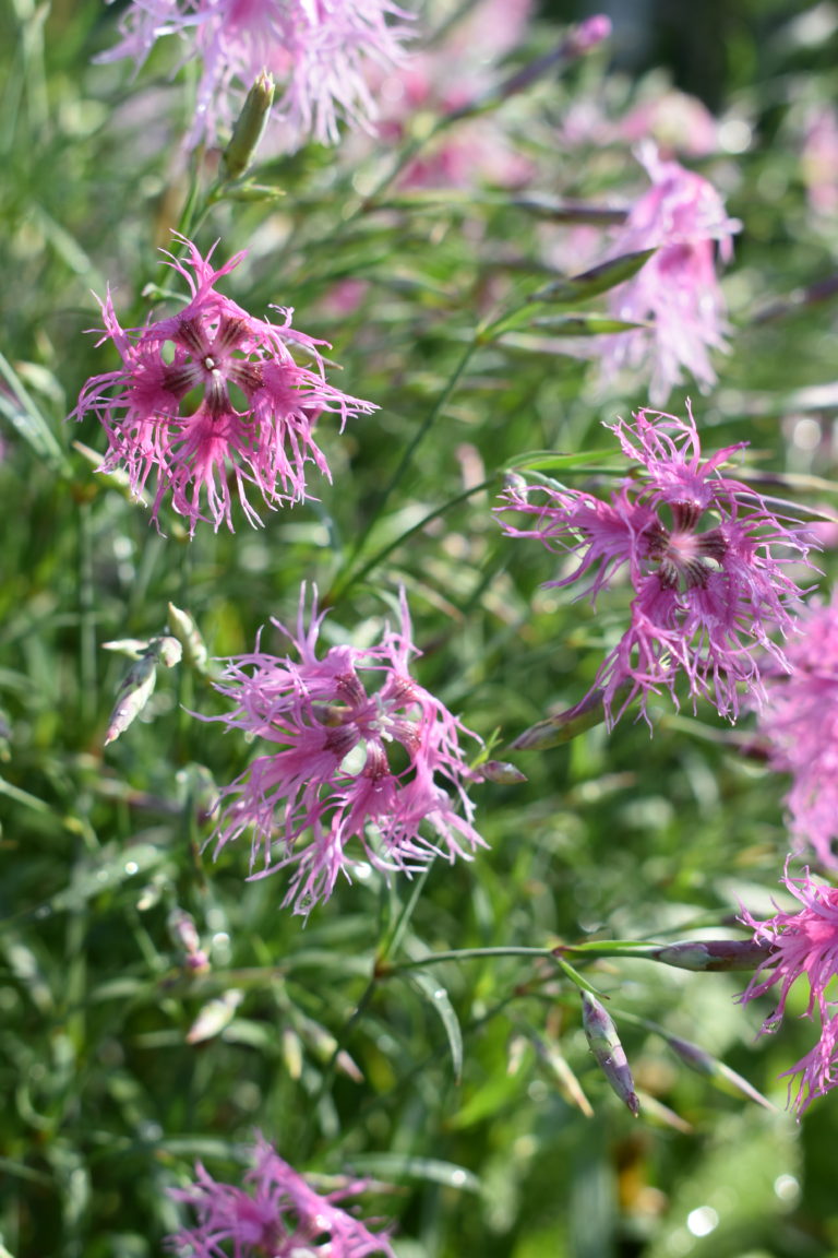 Early June Flowers in the Cutting Garden - The Martha Stewart Blog