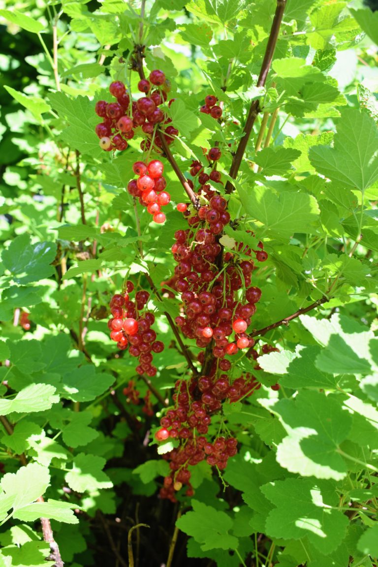 Picking Currants at My Farm - The Martha Stewart Blog