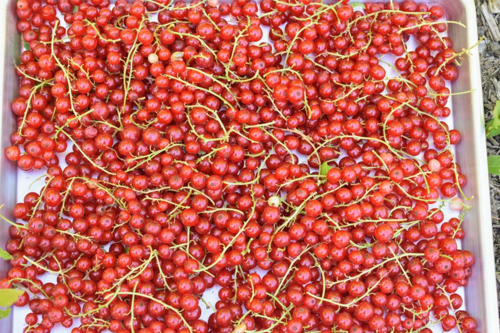Picking Currants at My Farm - The Martha Stewart Blog