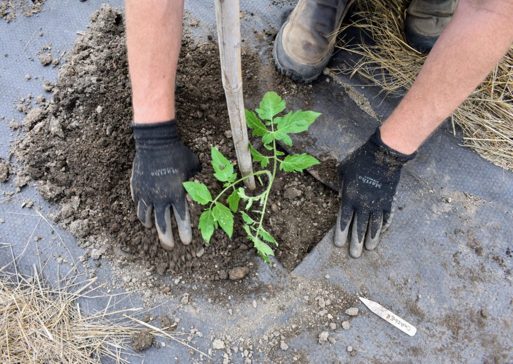 Planting the Season's Tomatoes - The Martha Stewart Blog
