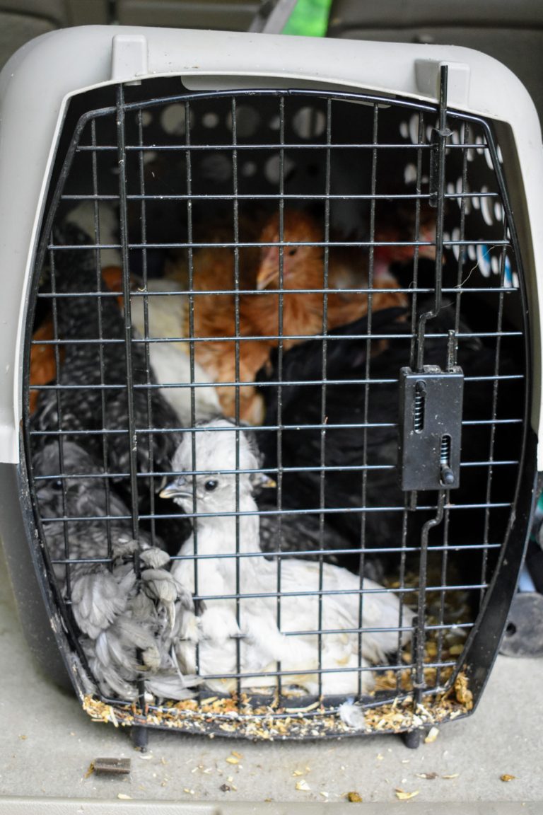 My Pet Chicken Delivers Chicks to My Farm - The Martha Stewart Blog