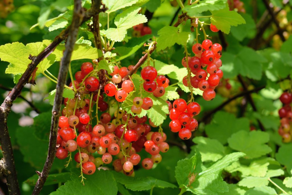The Martha Stewart Blog : Blog Archive Picking Currants at My Farm ...