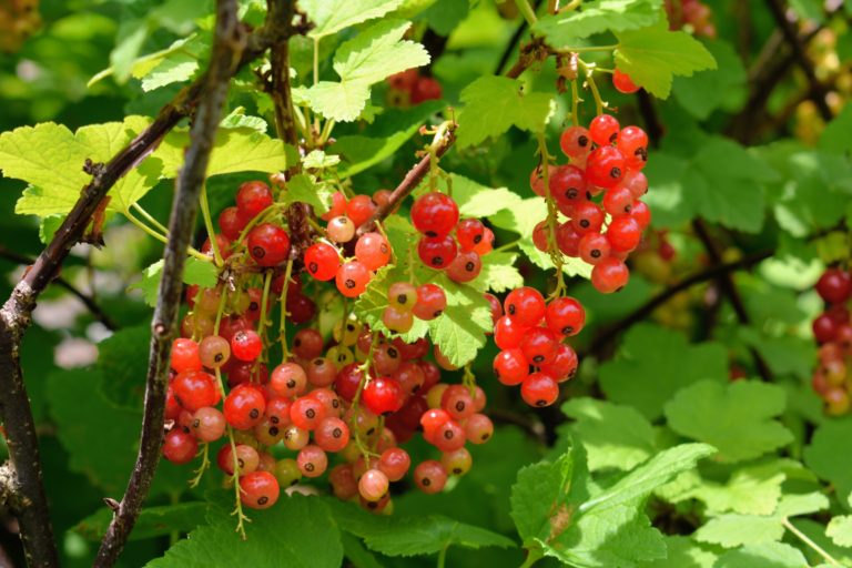 Picking Currants at My Farm - The Martha Stewart Blog