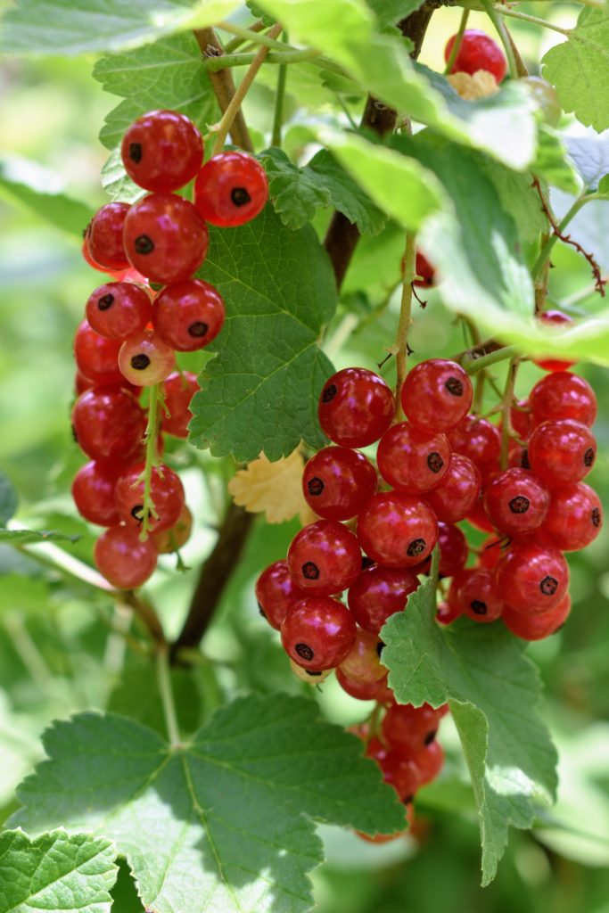Picking Currants at My Farm - The Martha Stewart Blog