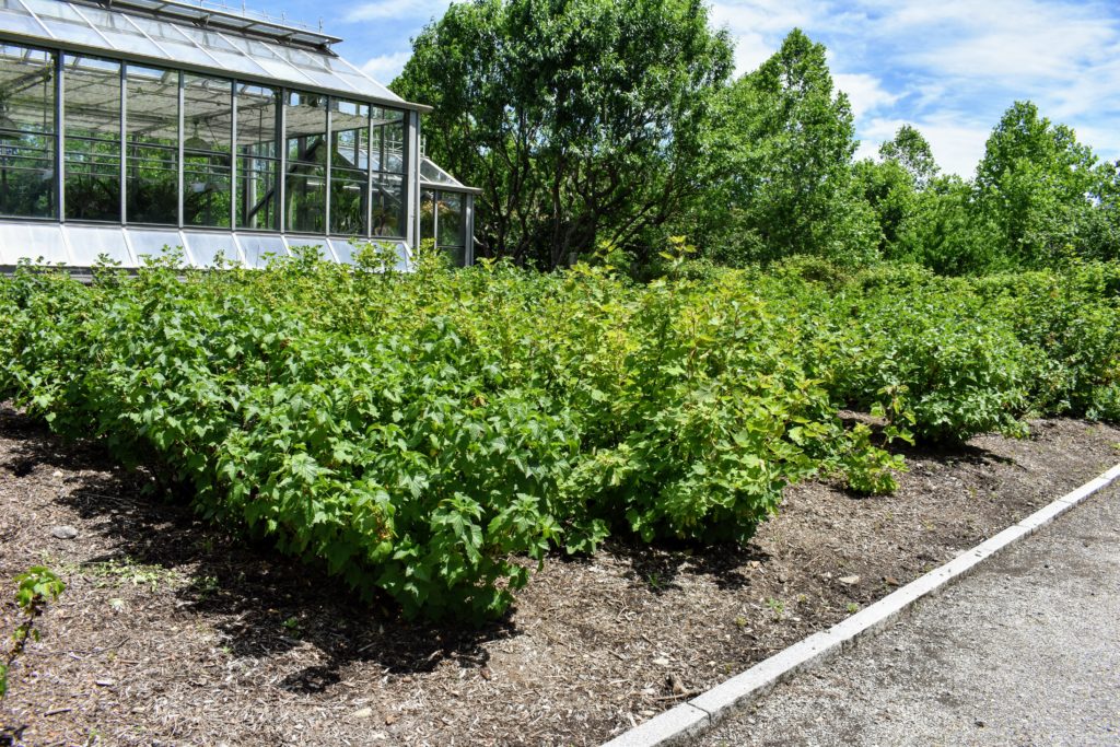Picking Currants at My Farm - The Martha Stewart Blog
