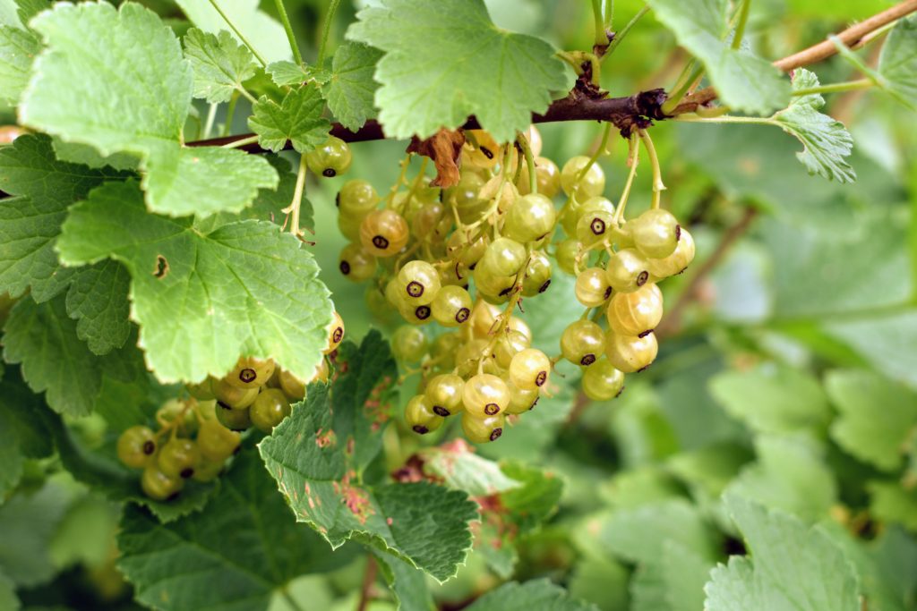 Picking Currants at My Farm - The Martha Stewart Blog