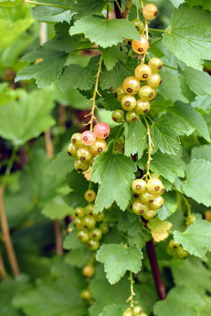 Picking Currants at My Farm - The Martha Stewart Blog