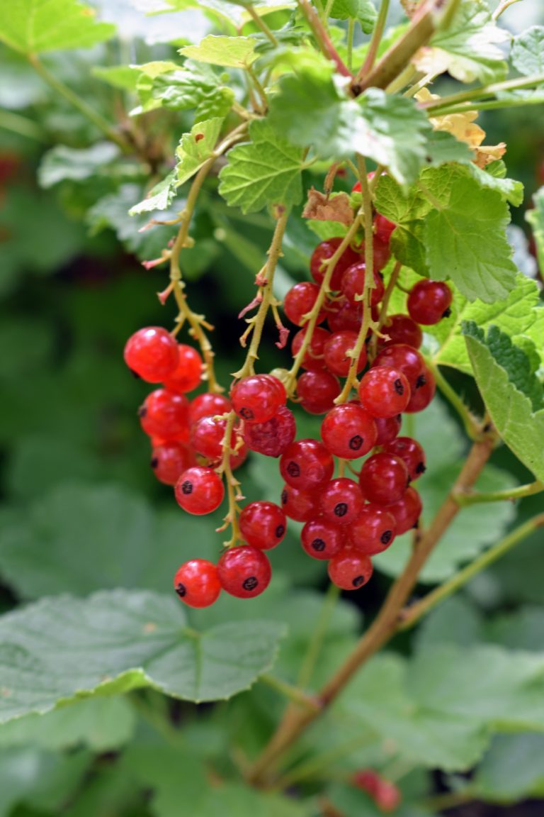 Picking Currants at My Farm - The Martha Stewart Blog