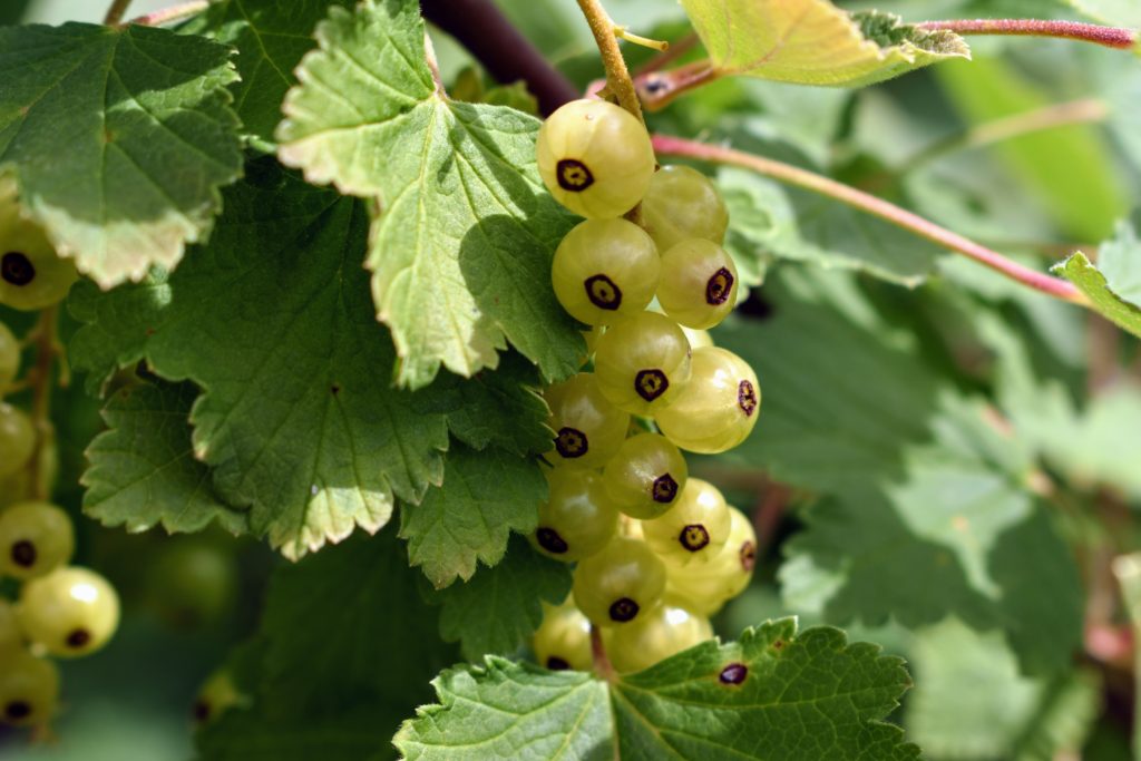 Picking Currants at My Farm - The Martha Stewart Blog