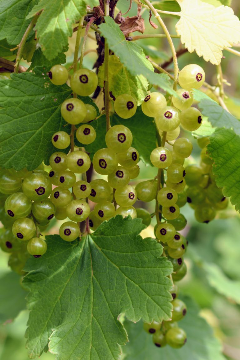 Picking Currants at My Farm - The Martha Stewart Blog
