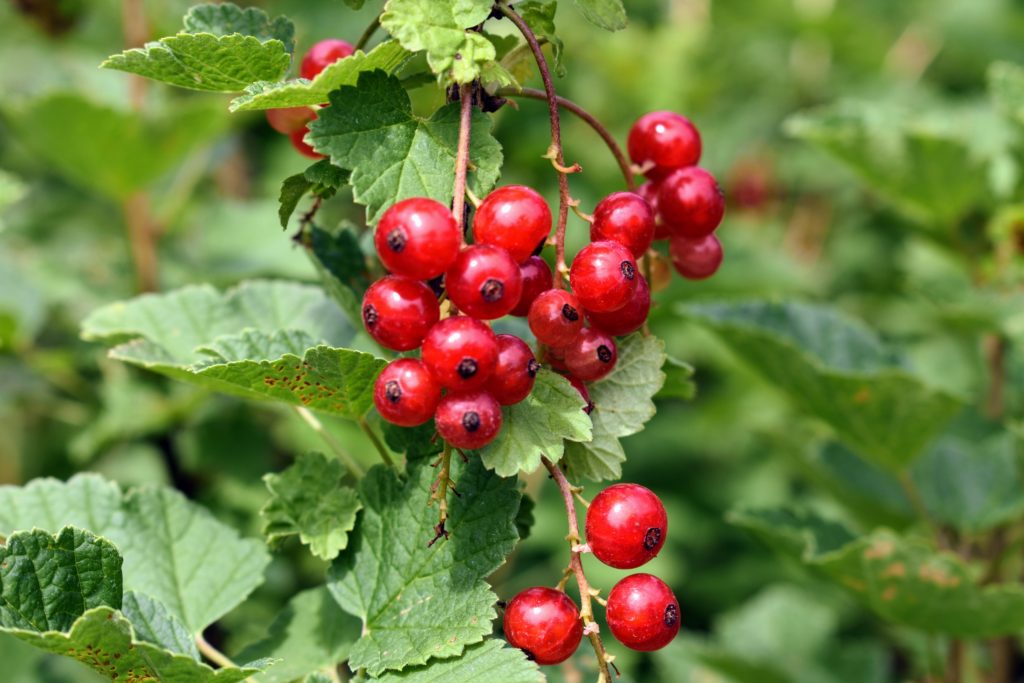 Picking Currants at My Farm - The Martha Stewart Blog