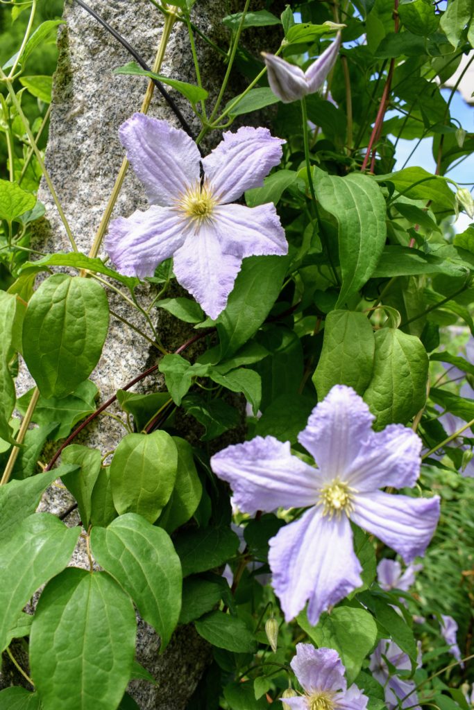 My Blooming Clematis - The Martha Stewart Blog
