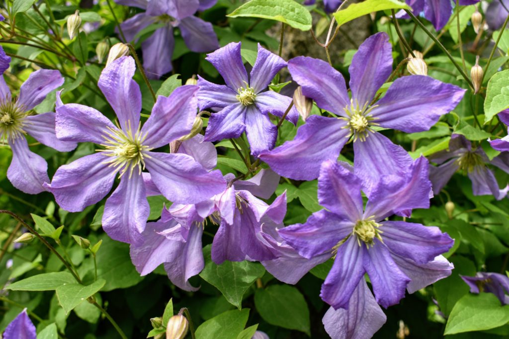 My Blooming Clematis - The Martha Stewart Blog