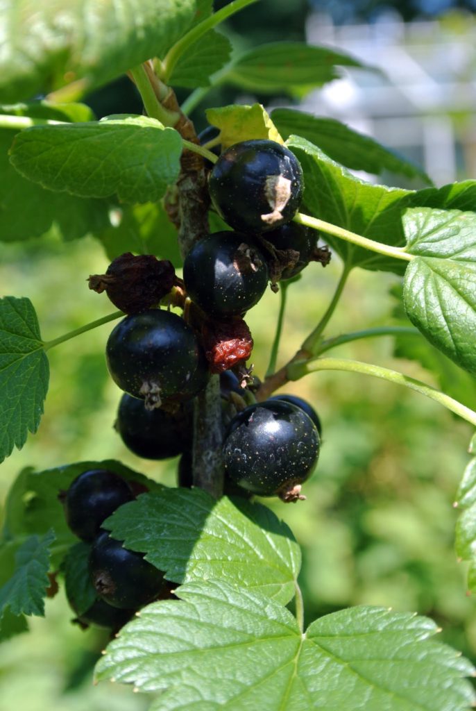Picking Currants at My Farm - The Martha Stewart Blog