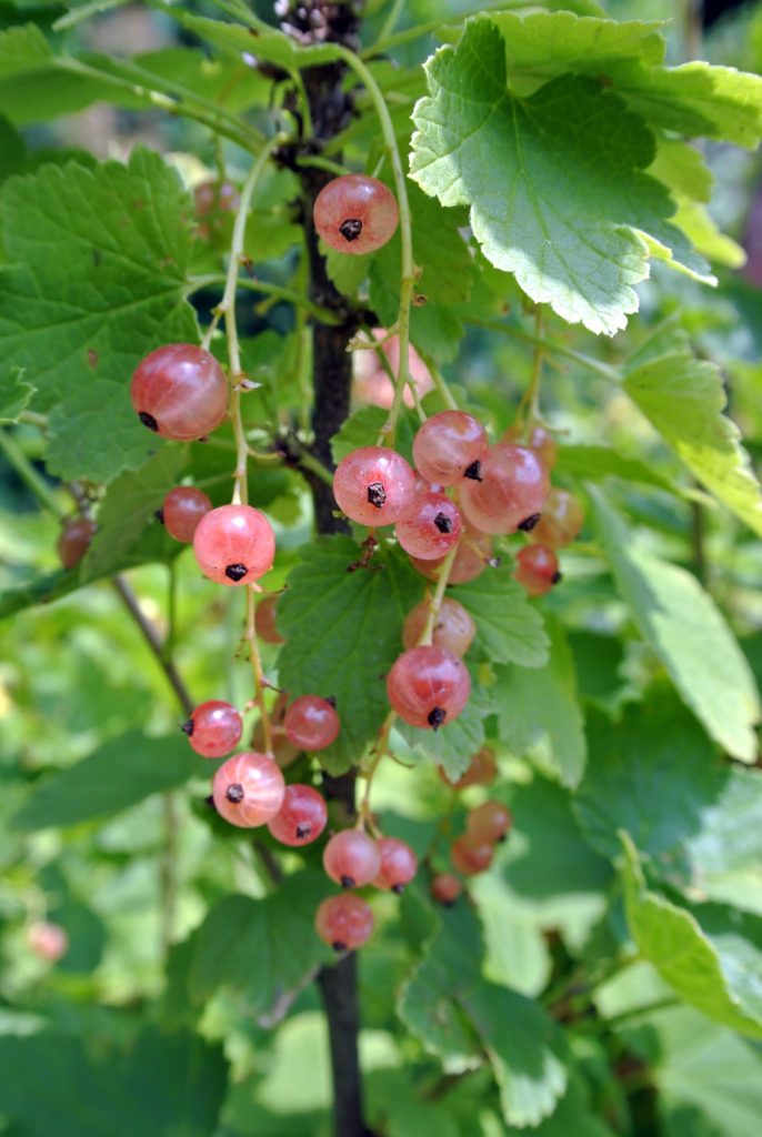 Picking Currants at My Farm - The Martha Stewart Blog