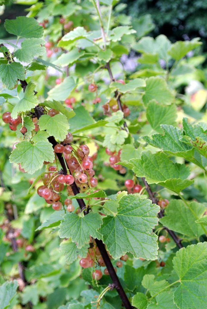 Picking Currants at My Farm - The Martha Stewart Blog
