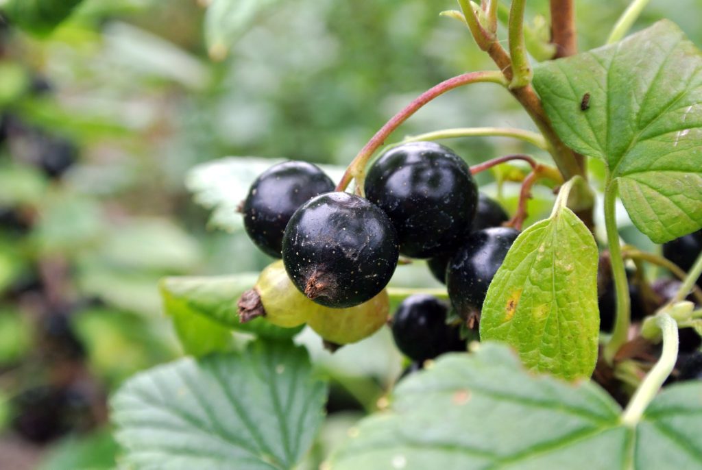 Picking Currants at My Farm - The Martha Stewart Blog