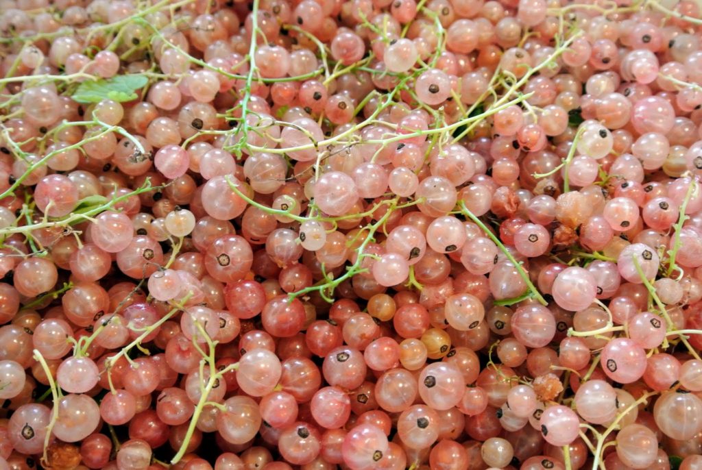 Picking Currants at My Farm - The Martha Stewart Blog