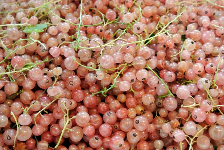 Picking Currants at My Farm - The Martha Stewart Blog