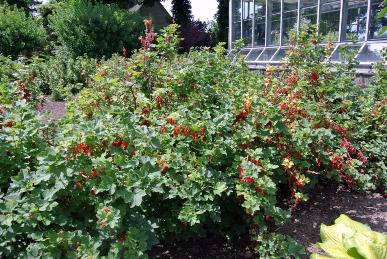 Picking Currants at My Farm - The Martha Stewart Blog