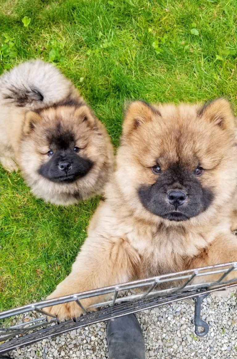 The Martha Stewart Blog : Blog Archive A Chow Chow Puppy at the Farm ...