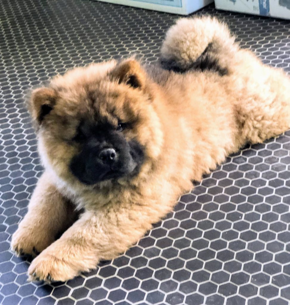 A Chow Chow Puppy at the Farm - The Martha Stewart Blog