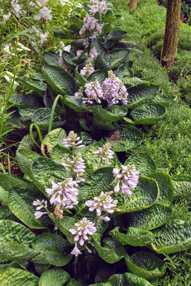 Staking the Lilies in My Summer House Garden - The Martha Stewart Blog