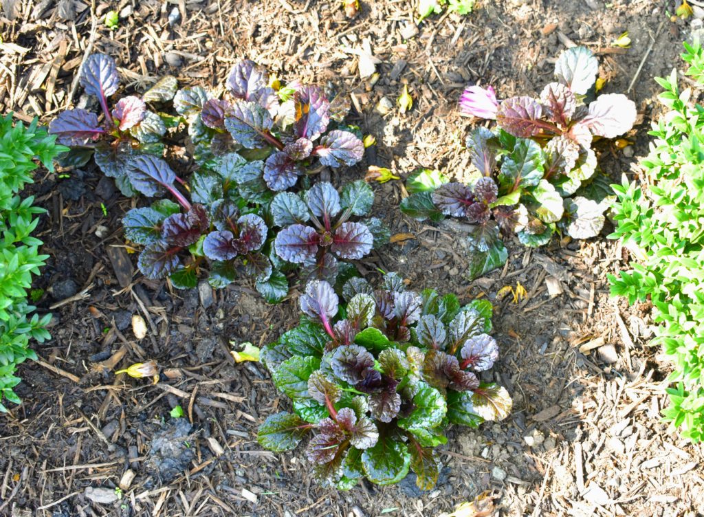 Planting Ajuga in the Pergola Garden - The Martha Stewart Blog