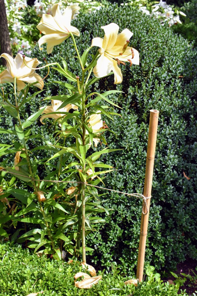 Staking the Lilies in My Summer House Garden - The Martha Stewart Blog