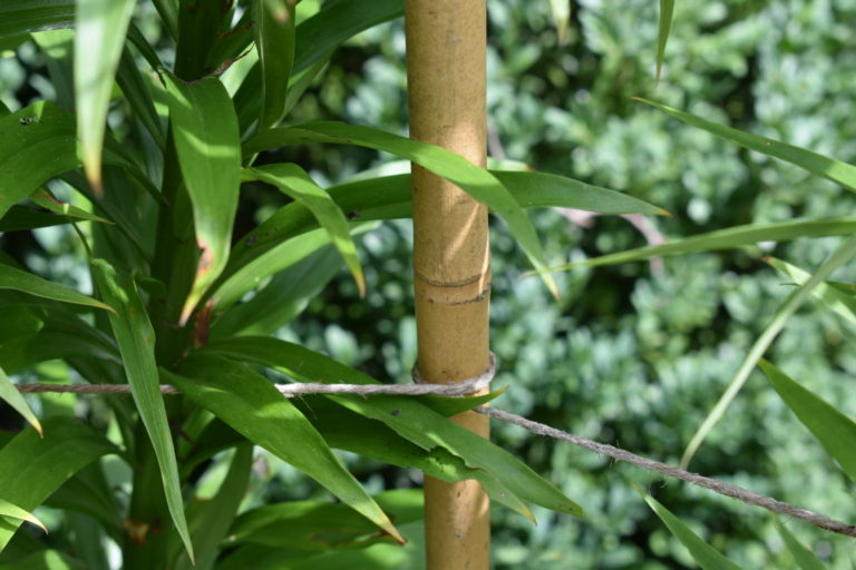 Staking the Lilies in My Summer House Garden - The Martha Stewart Blog