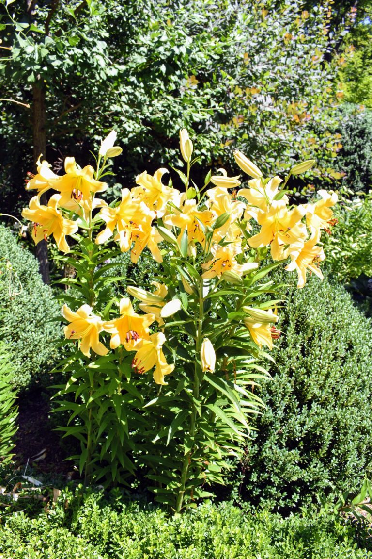 Staking the Lilies in My Summer House Garden - The Martha Stewart Blog