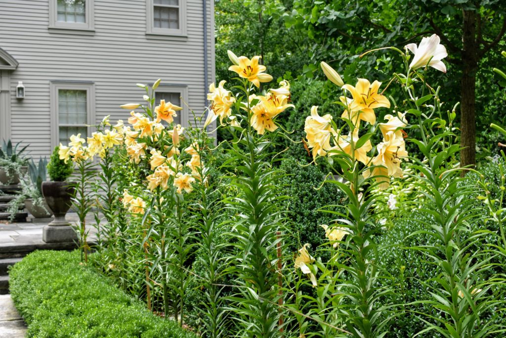 Staking the Lilies in My Summer House Garden - The Martha Stewart Blog
