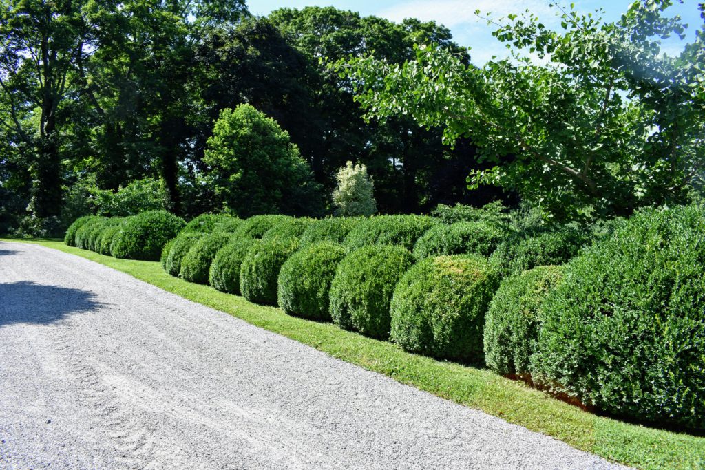 Caring for the Boxwood at My Farm - The Martha Stewart Blog