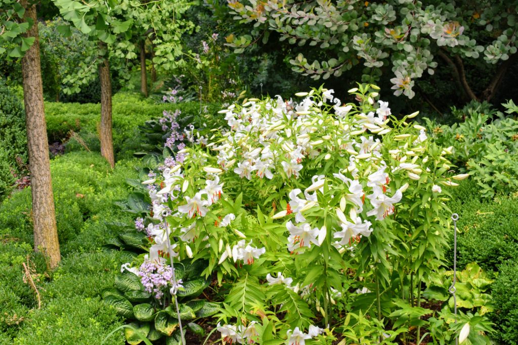 Staking the Lilies in My Summer House Garden - The Martha Stewart Blog