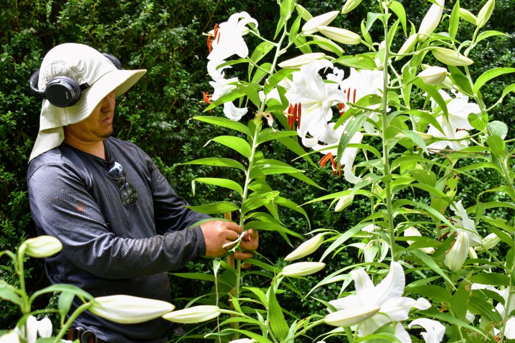 Staking the Lilies in My Summer House Garden - The Martha Stewart Blog