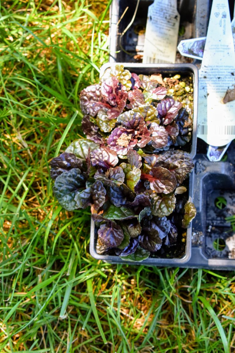 The Martha Stewart Blog : Blog Archive Planting Ajuga in the Pergola ...